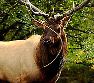 Pied Type elk_fishing