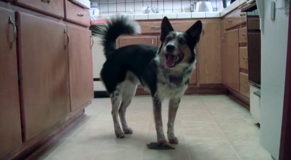 Pied Type Jumpy_the_Dog