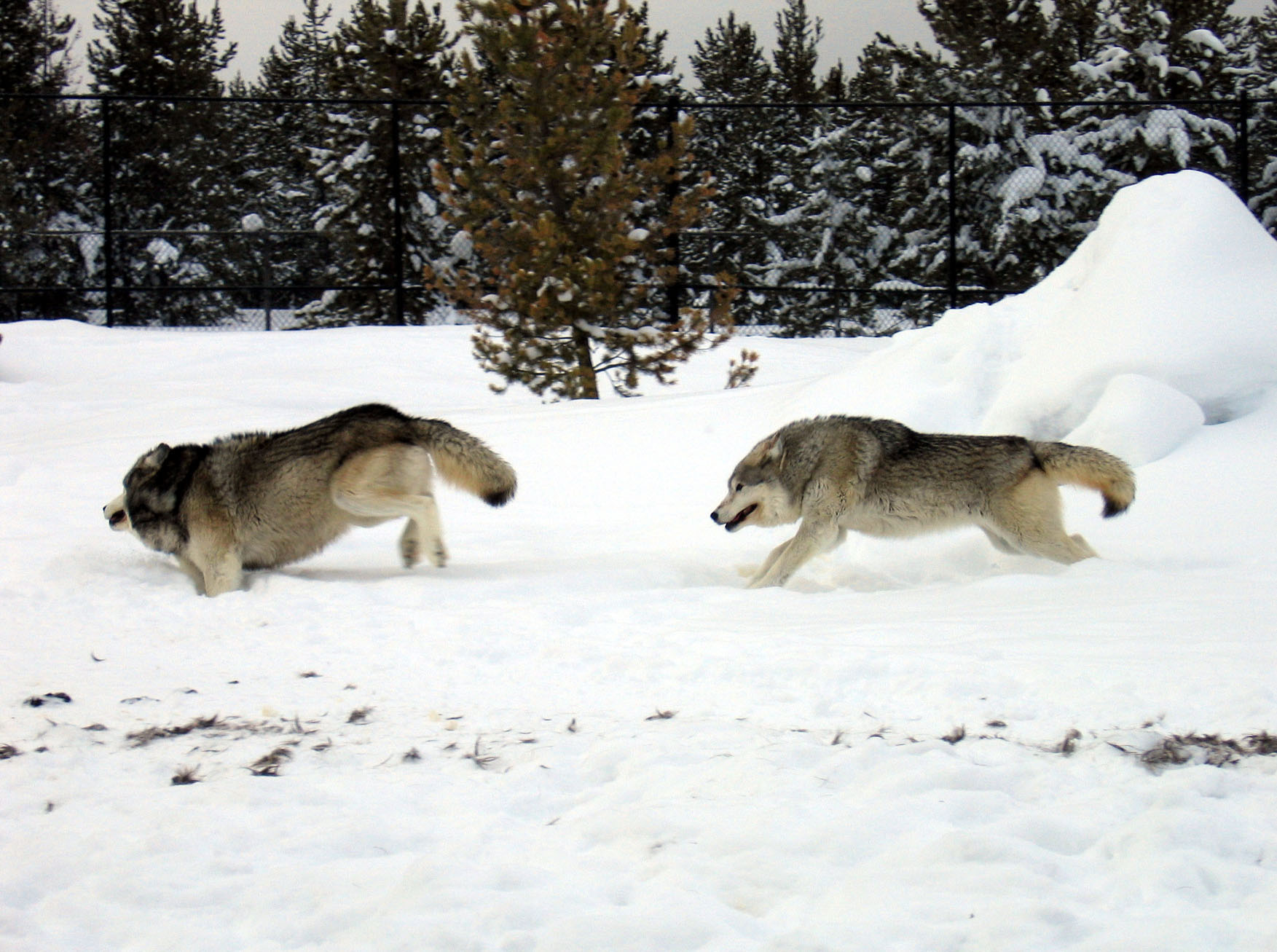 Pied Type 2Wolves