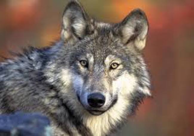 Pied Type Judge ensures a safer autumn for gray wolves
